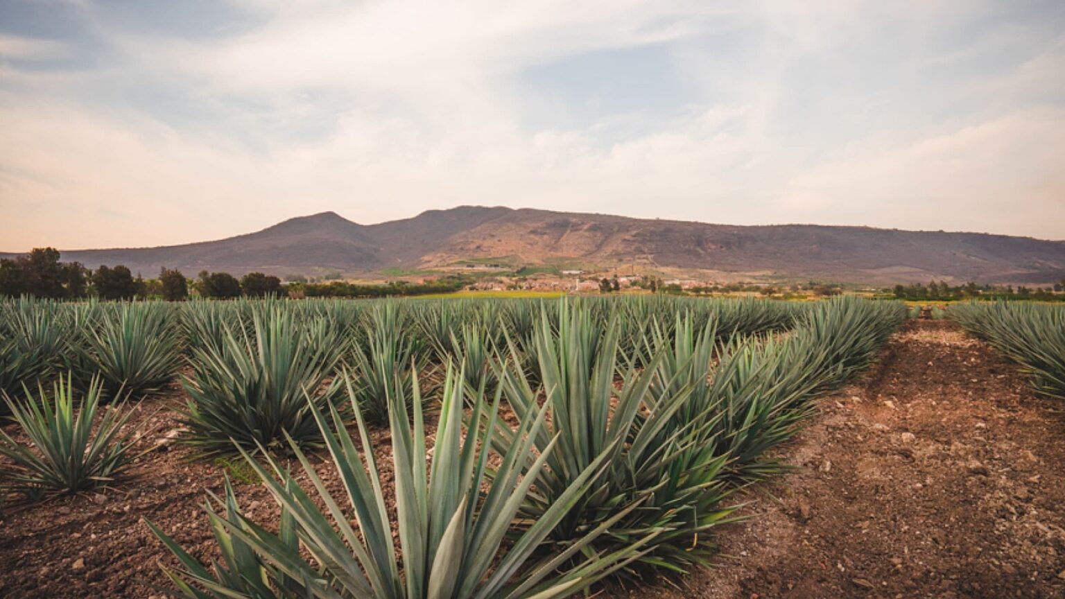 Academia Patrón | Making Tequila